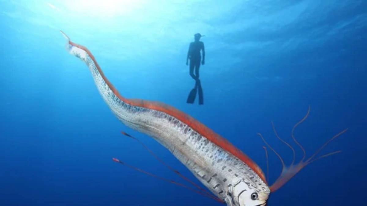 Pez del Fin del Mundo: conozca las creencias sobre este animal avistado ...
