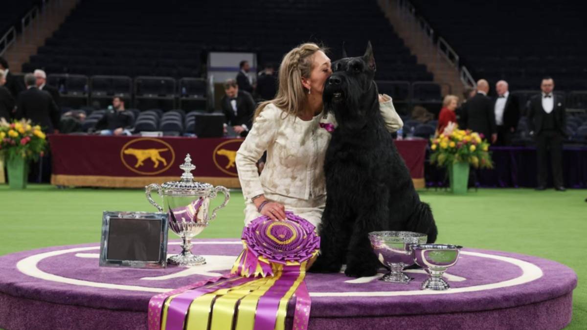 ¿Cómo se organiza la Westminster Dog Show? La competencia de perros más ...