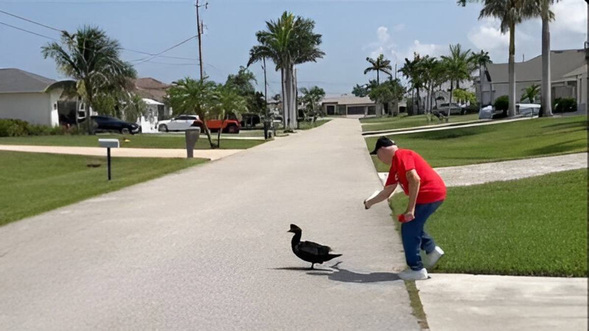 Un pato se une a la ola de ataques de animales a personas en Florida