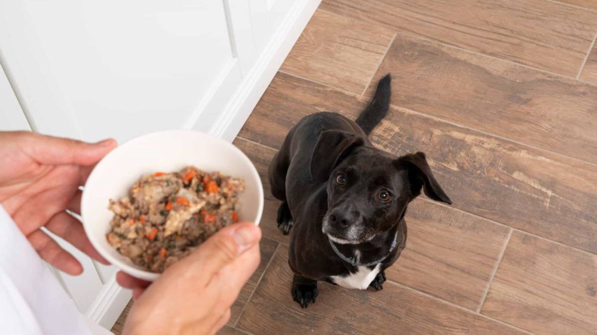 ¿Fría o caliente? Entérate cómo debes ofrecerle la comida al perro