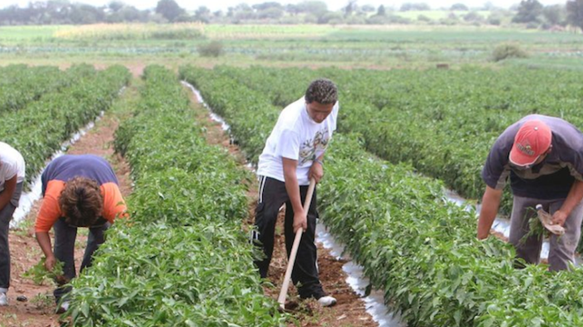 Conoce el nuevo kit "Trabuco CLAP" (+Productos)