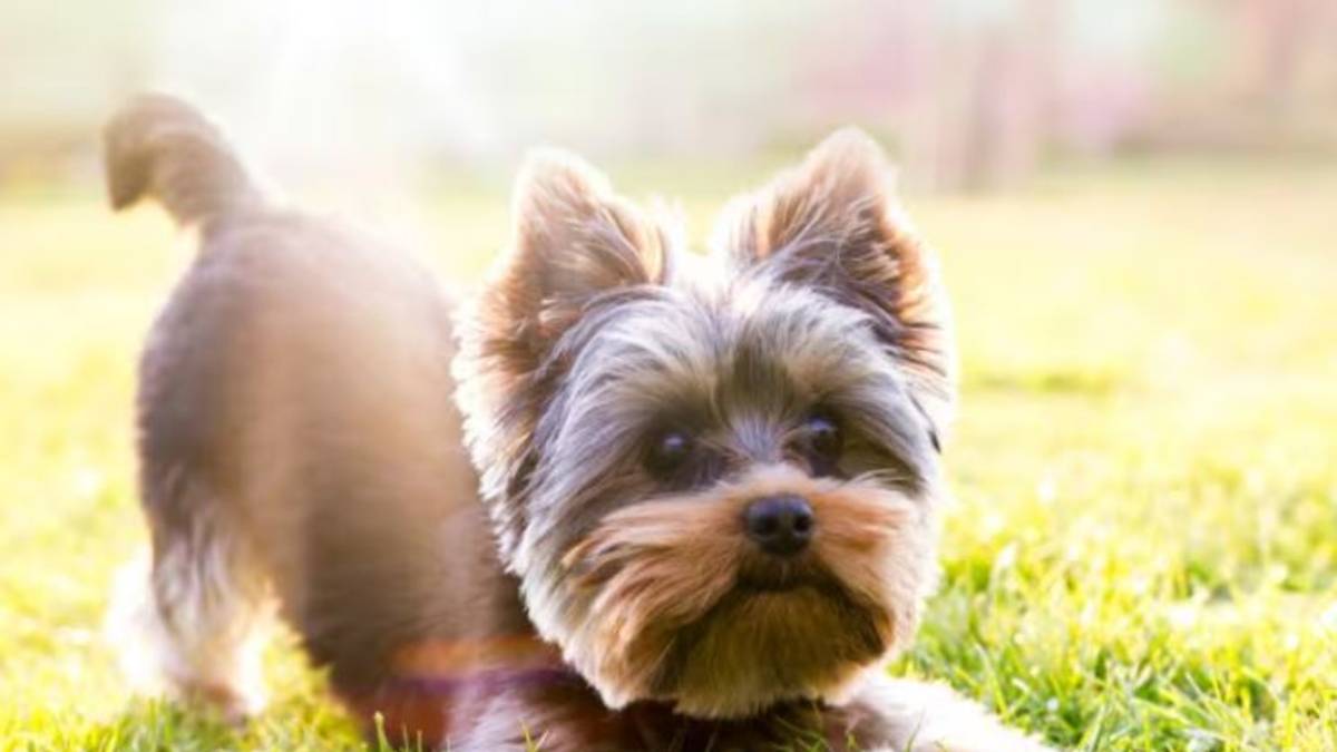 Perrito “emo” conquista TikTok