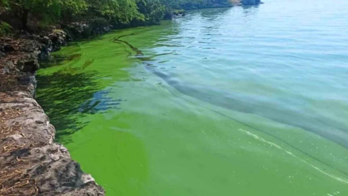 ¿Cuánto material plástico se ha retirado del Lago de Maracaibo?