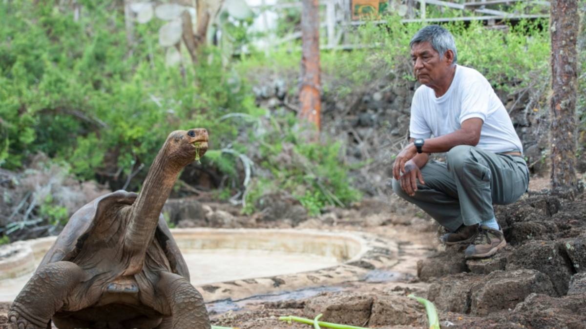 ¡Merecido homenaje! Esto harán con «Solitario George», la última ...