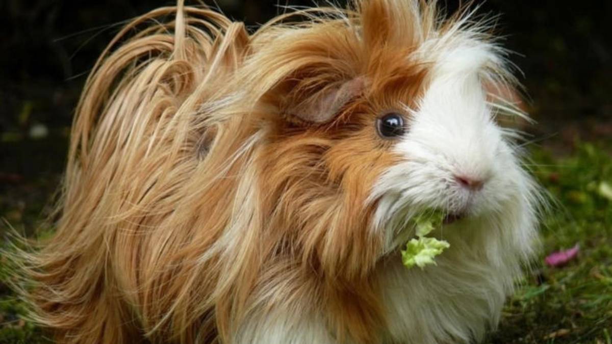 Elige el tipo de cuy que más se adapte a tu hogar