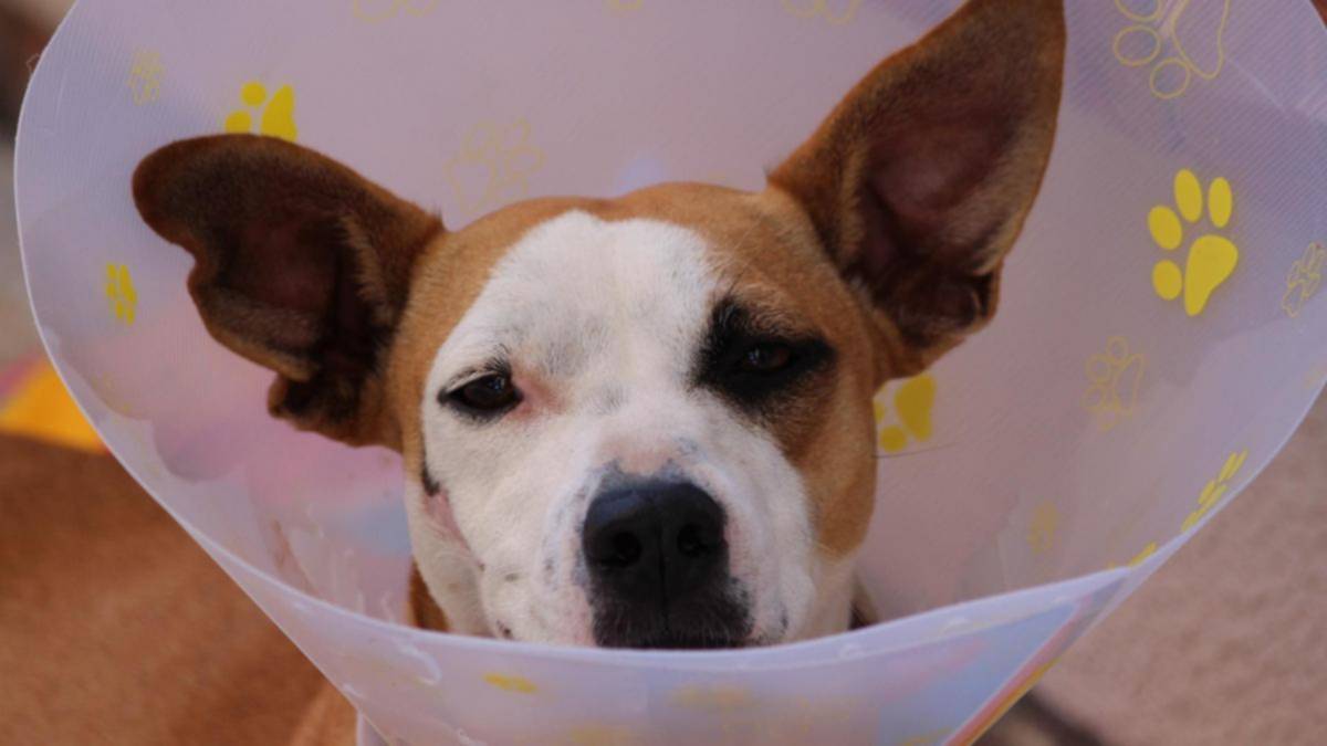 Tumor de Sticker ¿Sabes por qué afecta a los perros?