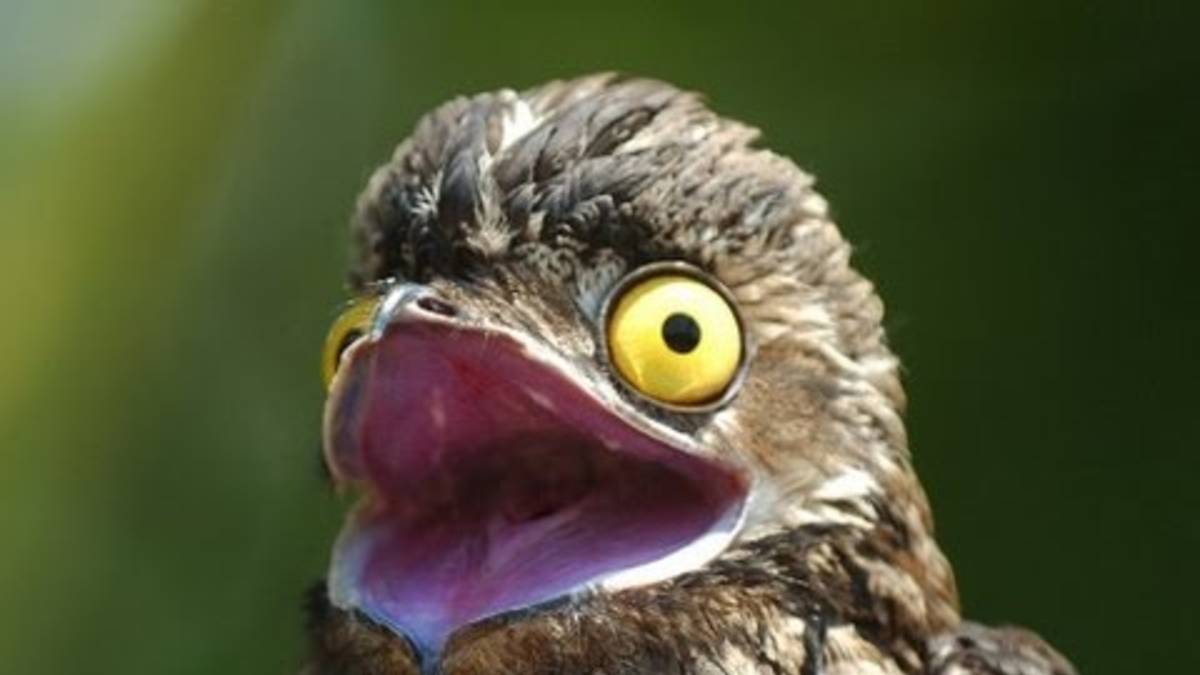 Conoce la aterradora historia del pájaro que parece de otro mundo