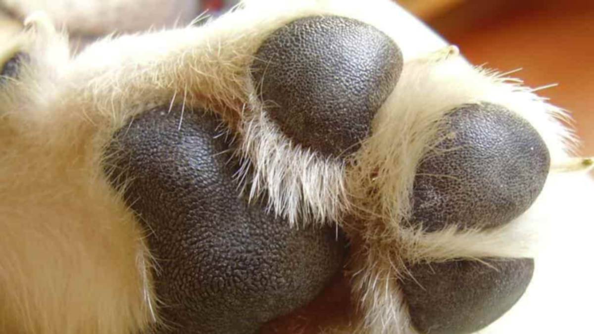 Cuidados de las almohadillas de las patas del perro
