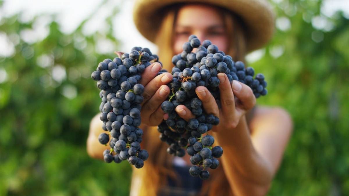 Variedades de uvas que debes conocer