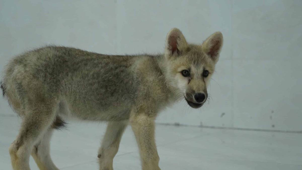 Nació primer ejemplar clonado de lobo ártico en China