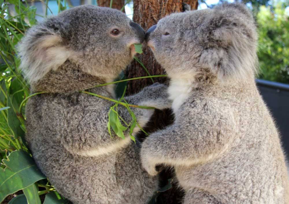 Que Comen Los Koalas Que Comen Los Animales Koala | PPT