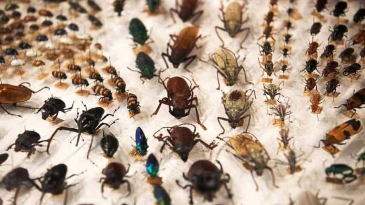 Los insectos poseen más de mil genes de microbios para sobrevivir
