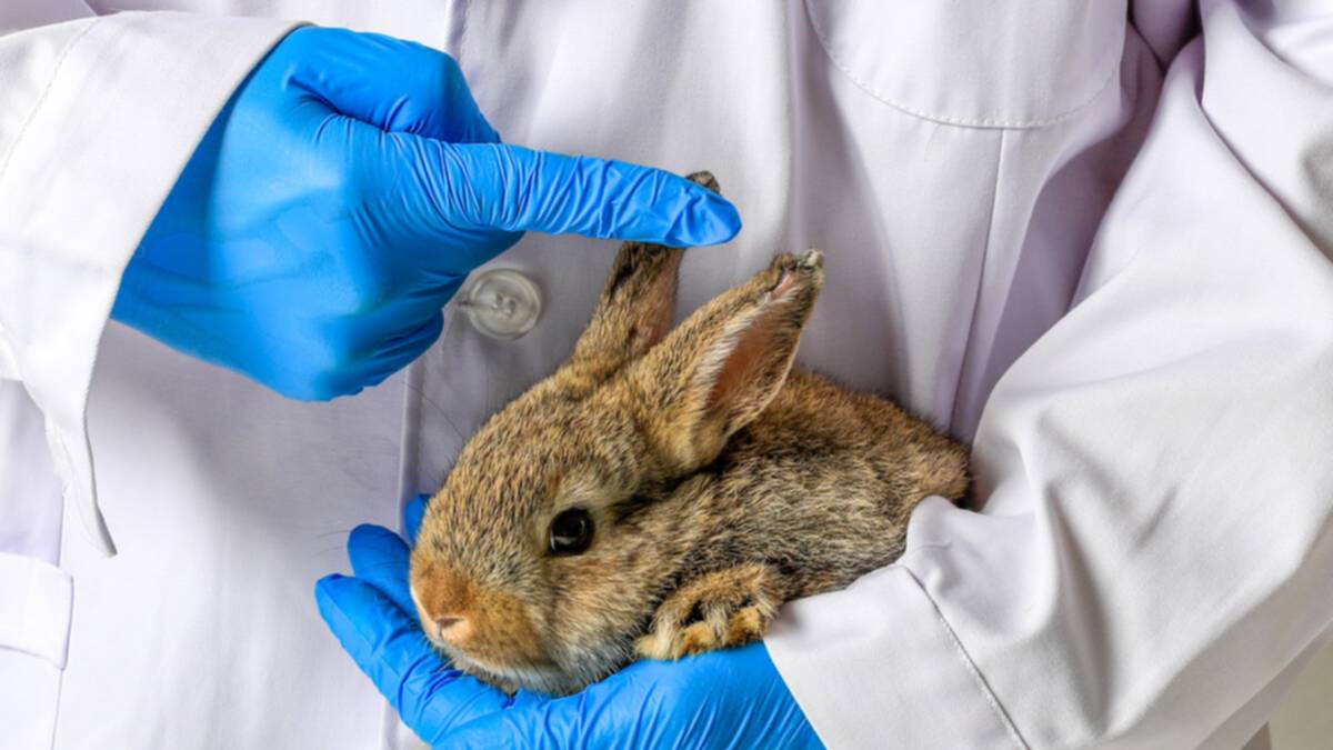 Tipos de sarna en los conejos