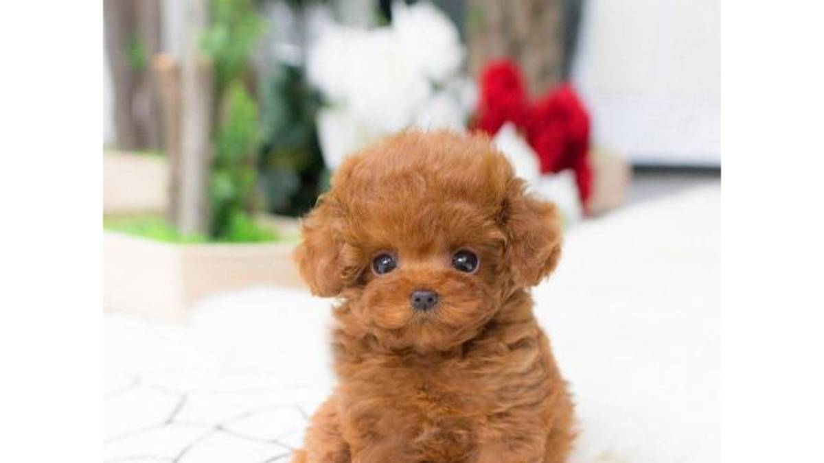 Conoce las características del poodle mini toy