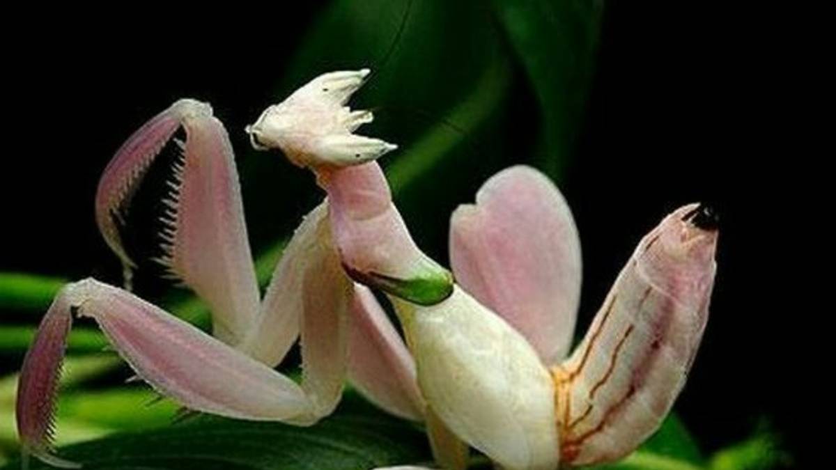 Mantis orquídea: la reina del camuflaje