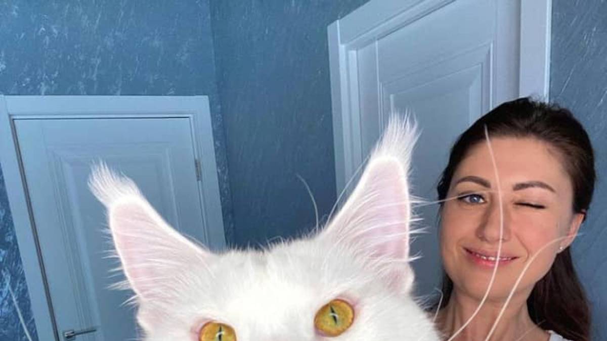 Conoce a Kéfir “el gato más grande del mundo” (+Fotos)