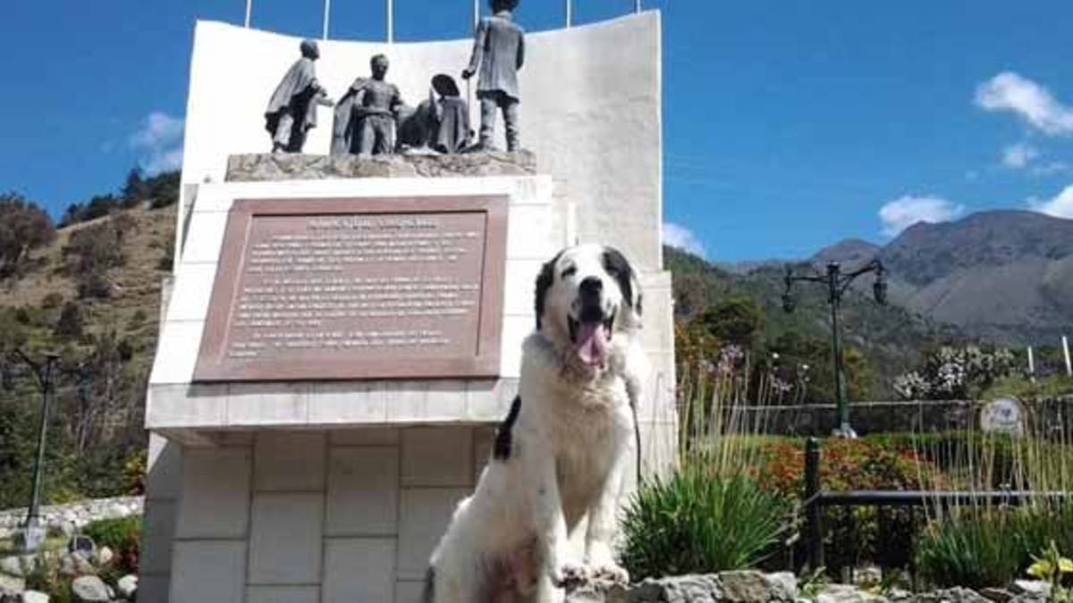 Hace 56 años se bautizó al perro Mucuchíes como perro típico de Venezuela