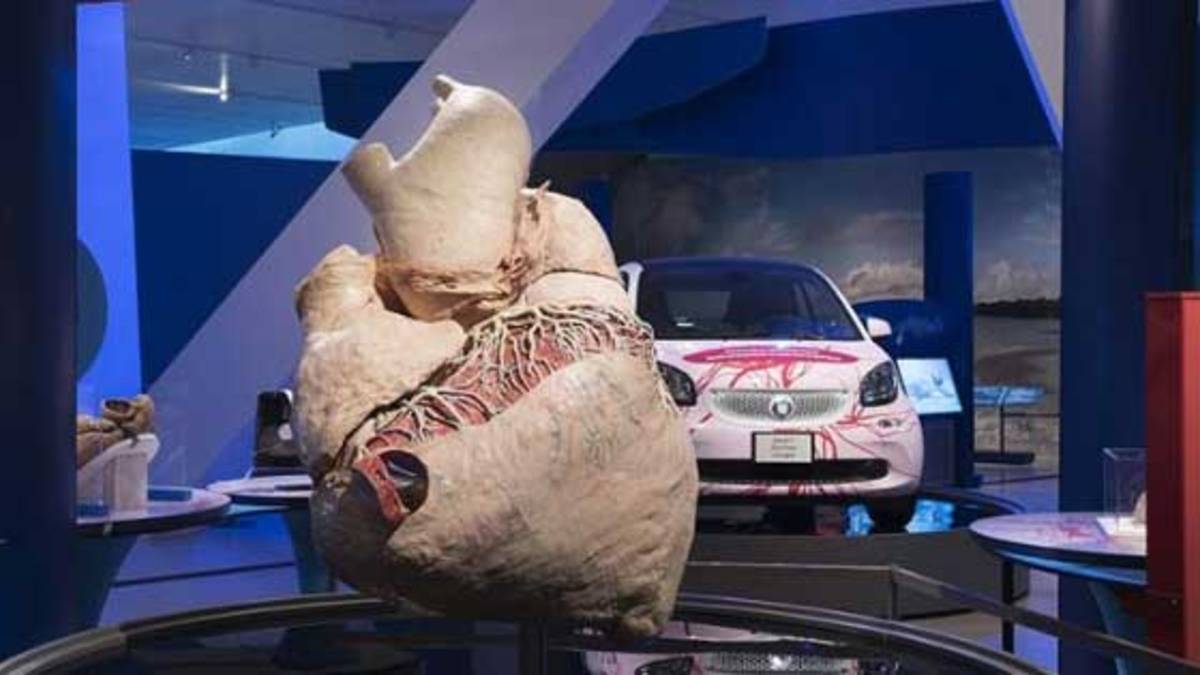 Un museo recibe el gigante corazón de una ballena azul (+Video)