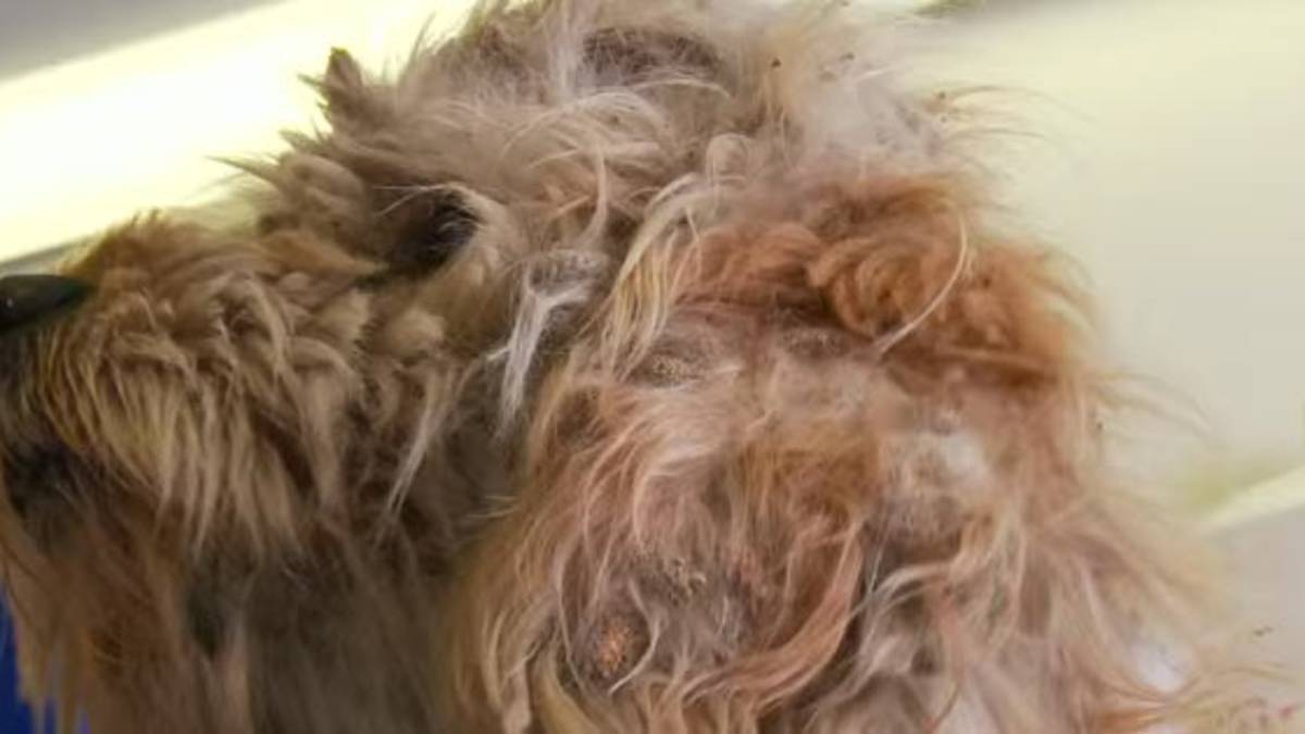 Charlie, el perro que revolucionó las redes con su historia