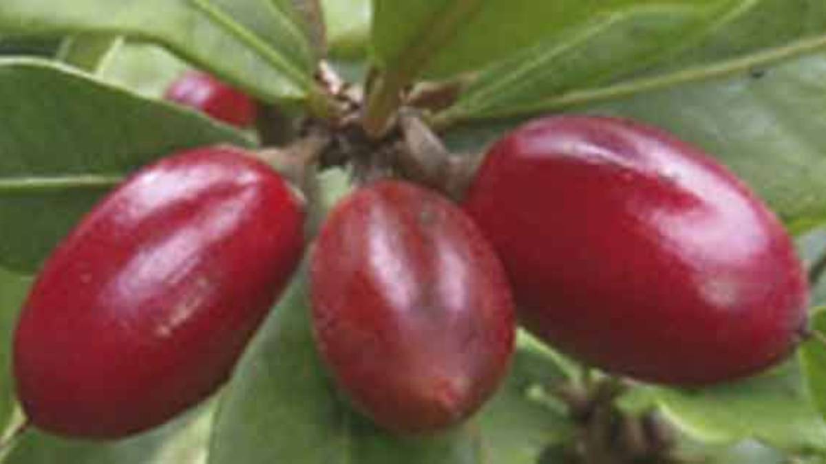 La fruta mágica que nos cambia el gusto