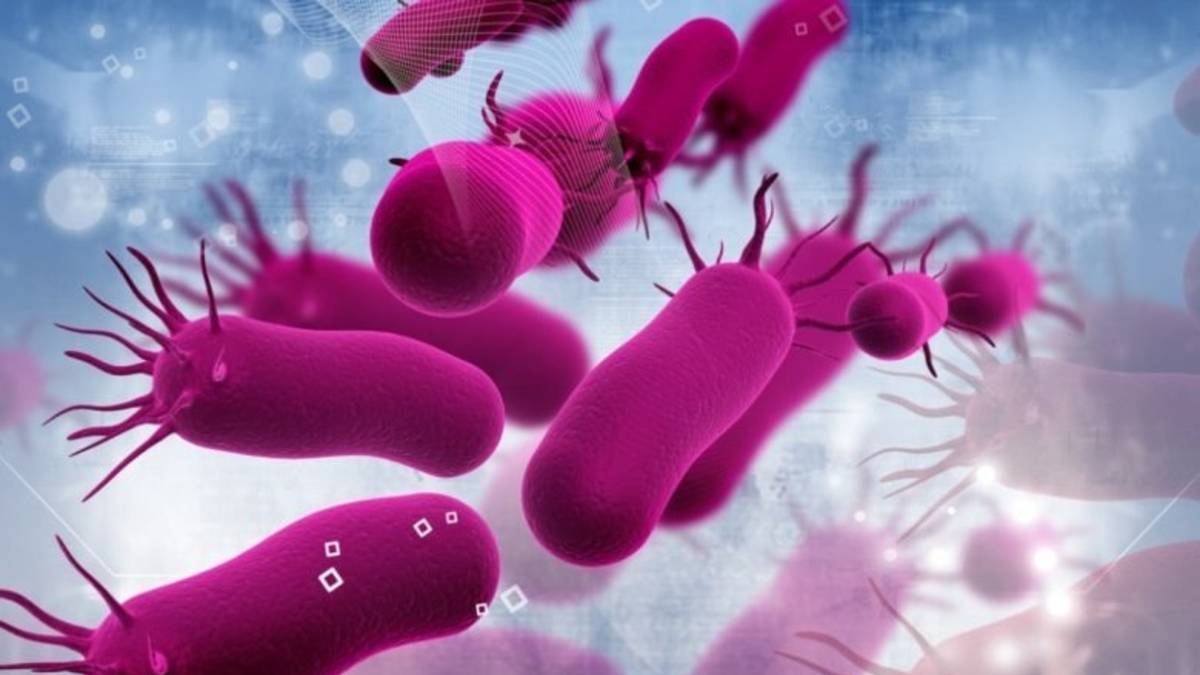 ¿Qué es la peste bubónica y cómo se contagia? Conoce la enfermedad que ...