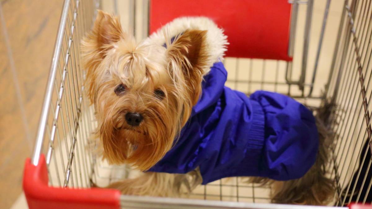 ¿Es recomendable llevar perros a todos lados?: qué se debe tener en ...