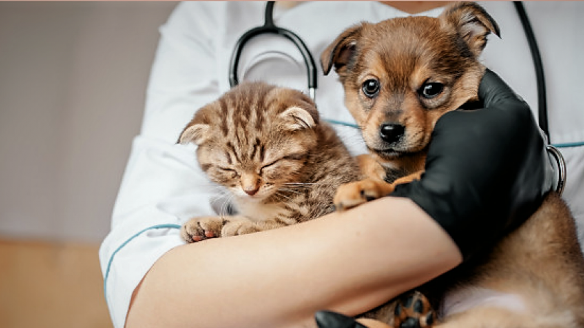 ¿Puede tu mascota transmitir la viruela del mono?