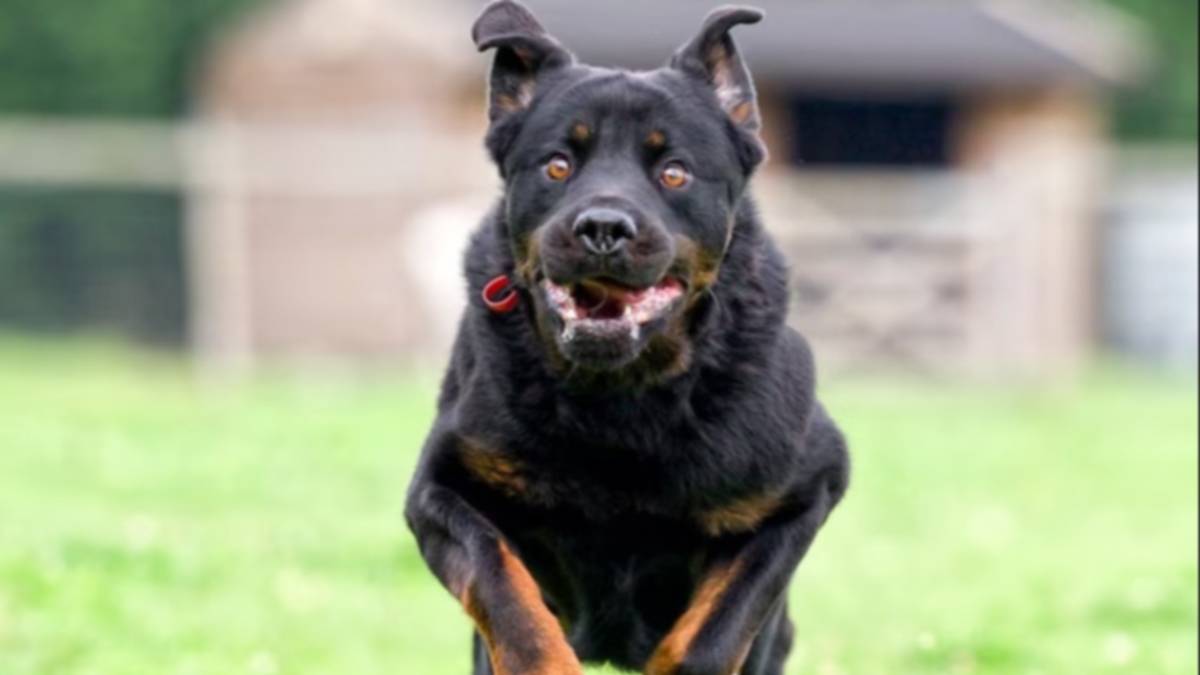 Guardería sin licencia y muerte por ataque de perros: el caso que ...
